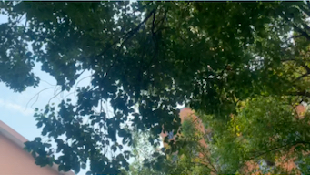 大三班植物介绍——香樟树(指导老师:李金、刘美玲)