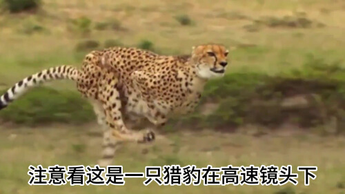 顶配版小猎豹,130公里加速5秒,却在鬣狗身上栽了跟头