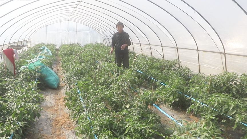 如何让辣椒长得更有卖相?大棚蔬菜温度需要控制在多少?大有学问