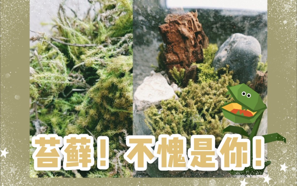 [微景观]原来靠叶子吸水是真的੭ ᐕ)੭*⁾⁾