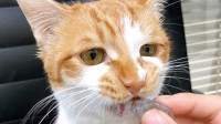 女子回应宠物猫被陌生男子带狗咬死:想要讨个说法
