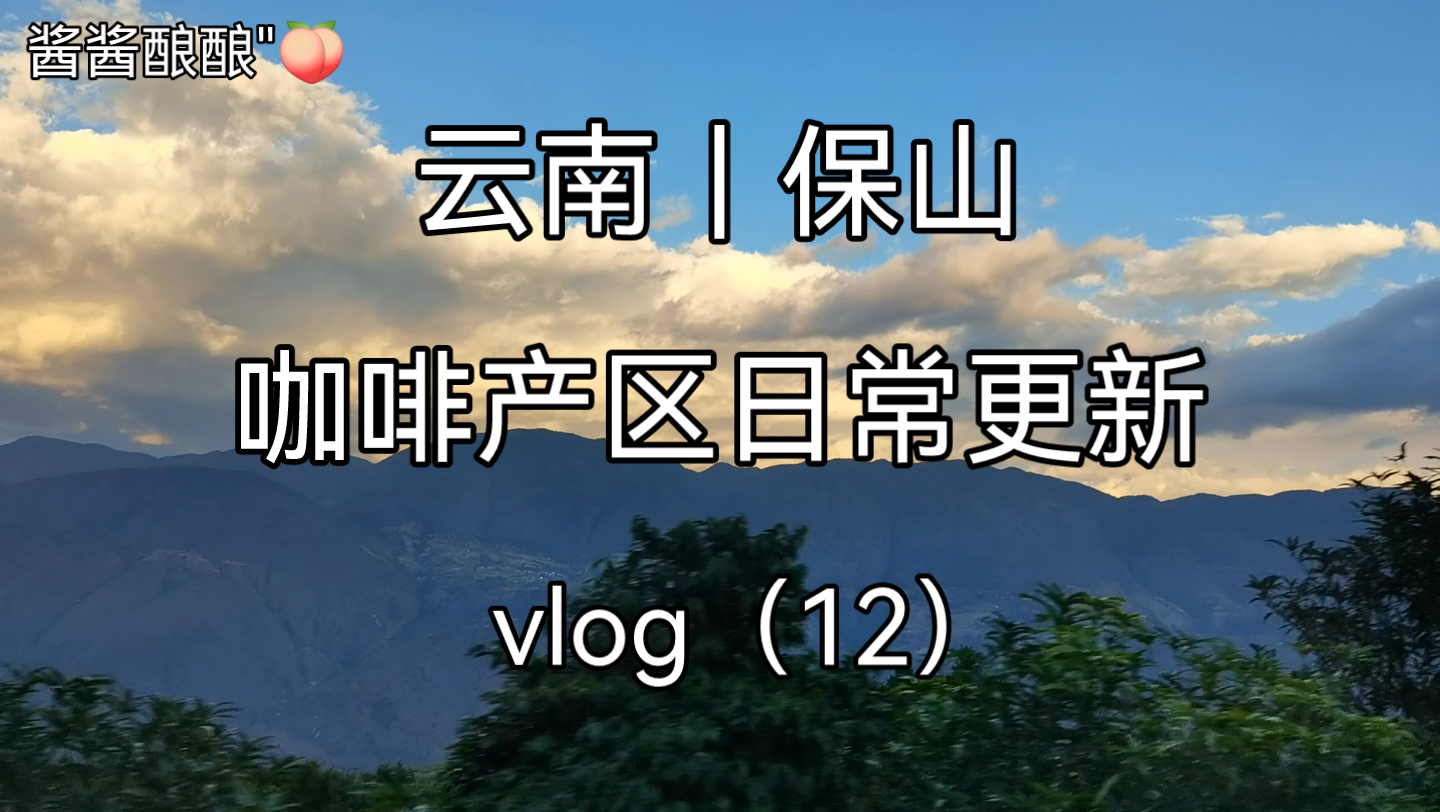 探寻s288咖啡树种|追溯生长原产地云南保山收铁皮卡鲜果的时候意外...