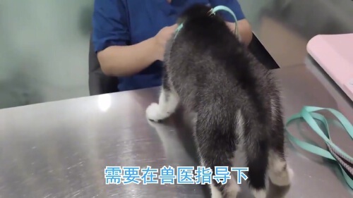幼犬感冒流鼻涕吃什么药