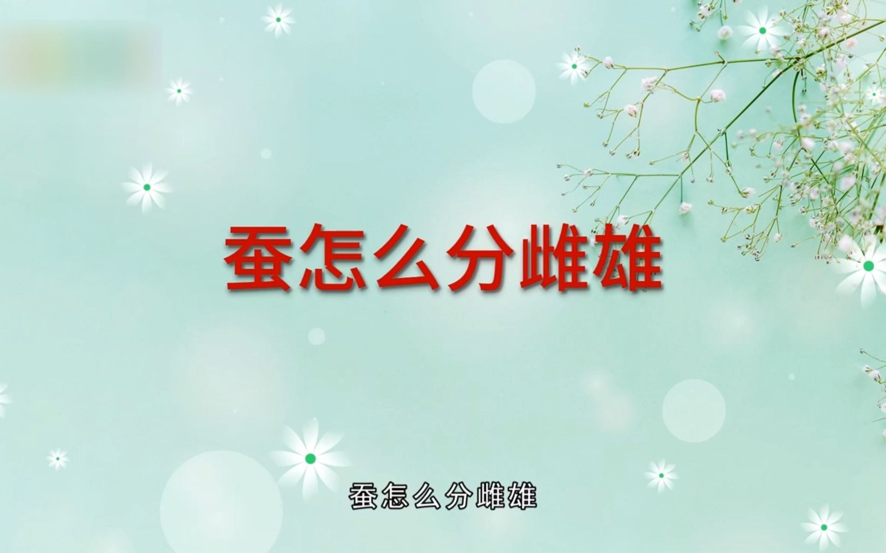 蚕怎么分雌雄,蚕分雌雄