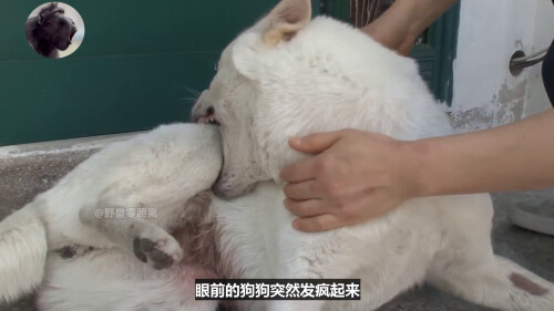 主人爱狗如命,但是狗狗却疯狂撕咬自己,专家出现揭开真相!