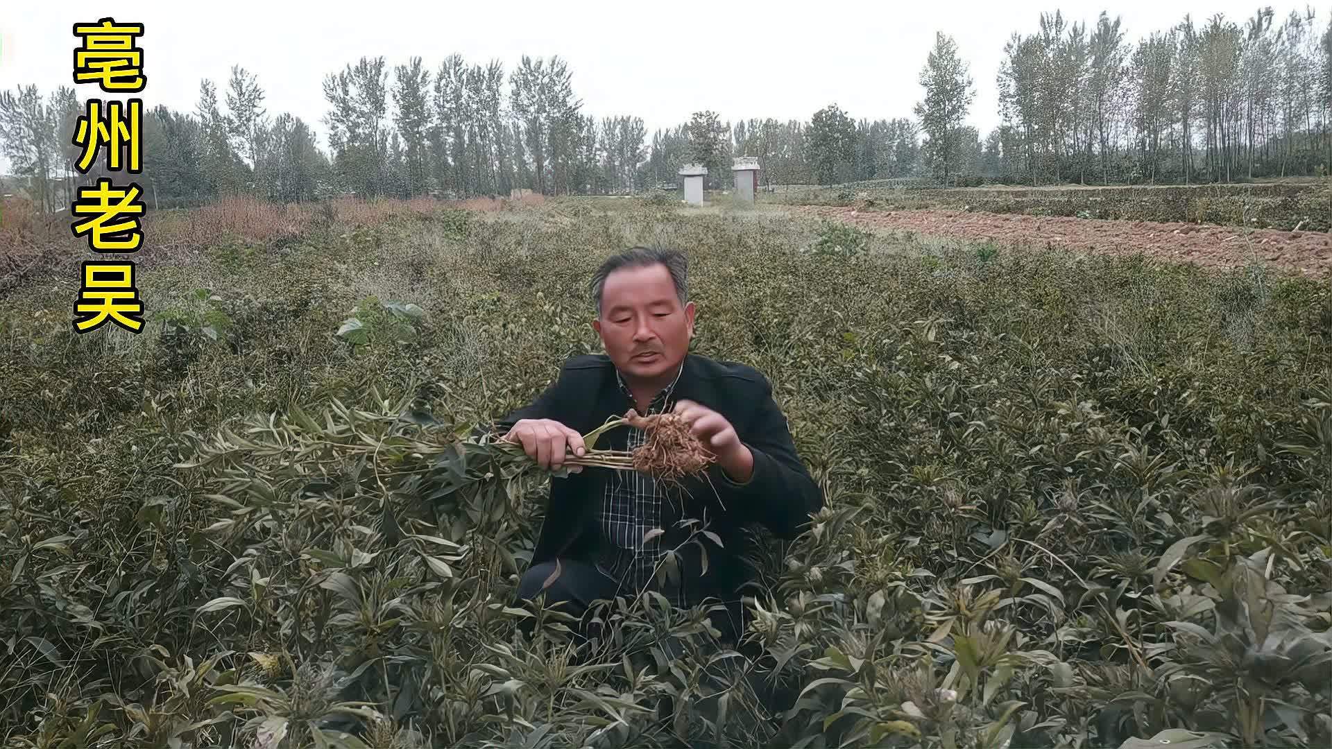 粉丝让我拍拍亳州地区中药材白术种植情况