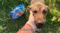 关于狗狗你所不了解的那些事儿,让主人肠子都悔青了