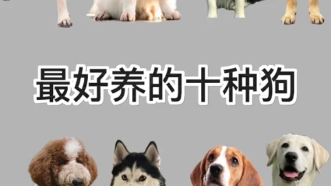 最好养的十种狗,忠犬护主 家庭伴侣犬。