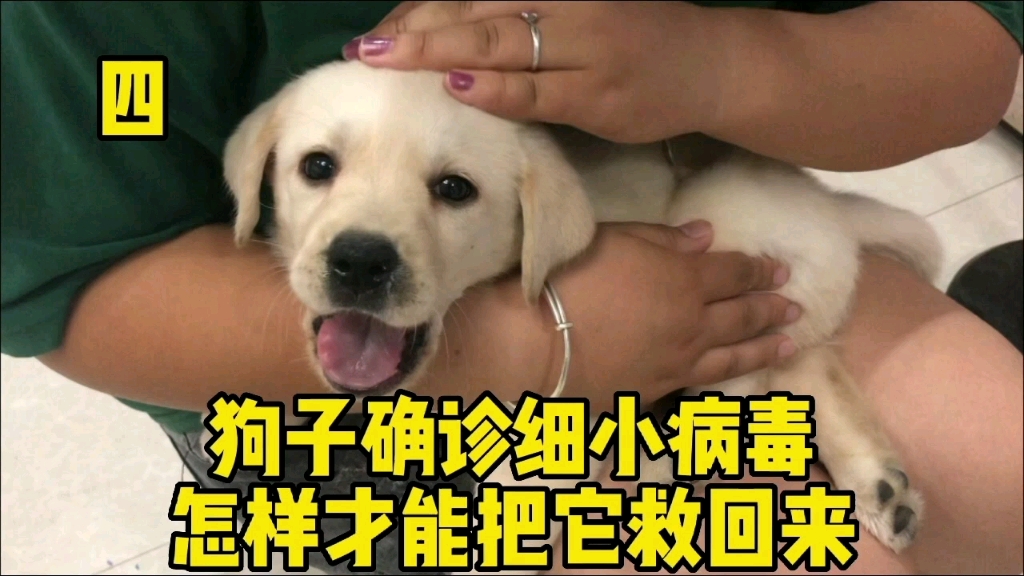 狗子确诊细小病毒了,怎样才能让狗狗活下去,太难了