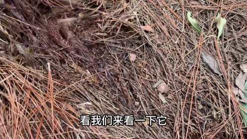 养花种菜总缺土,分享如何获取免费腐熟疏松透气肥沃的松针土