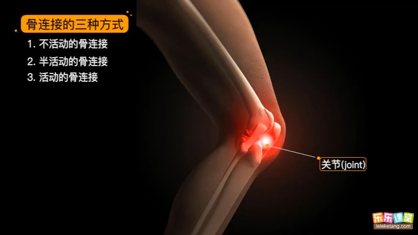 16. 运动系统的组成