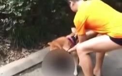 男子纵容宠物狗咬死猫妈妈 ,被路人斥责后声称自己拉不住狗