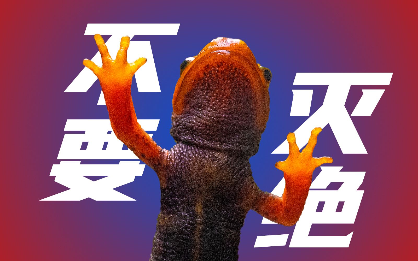 拿什么拯救你,中国两栖爬行类动物?【惊蛰特辑】