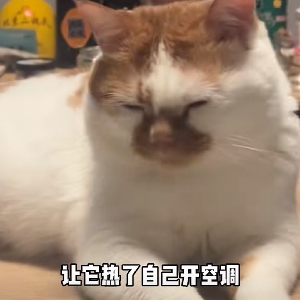 喵喵晒月亮Moonshadow 