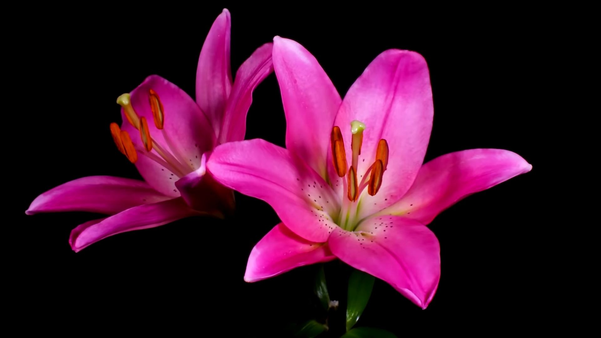 【延时摄影】鲜花生长开放的过程