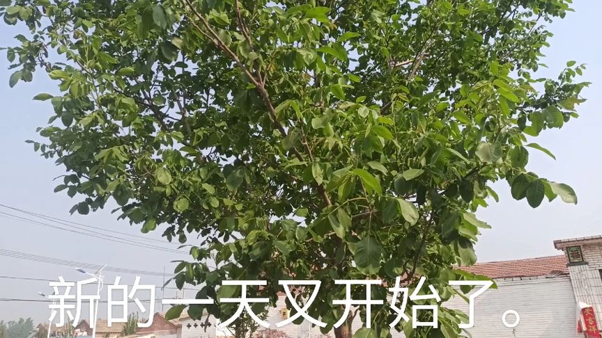 农村改厕污水处理工程进行中。