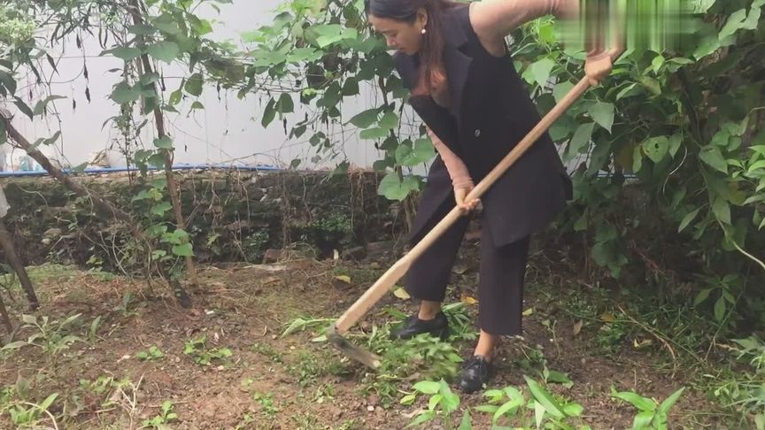 城市蔬菜农药残留超标,姑娘租地自己种菜,一年300元绿色无污染