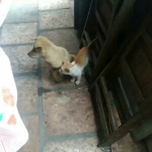 太荒 