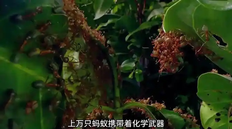 动物世界:蚂蚁社会与人类行为的相似性与冲突
