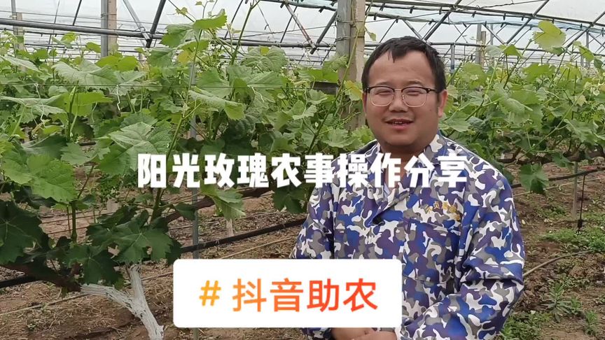 分享葡萄栽培技术,不是很完美,欢迎大家留言交流