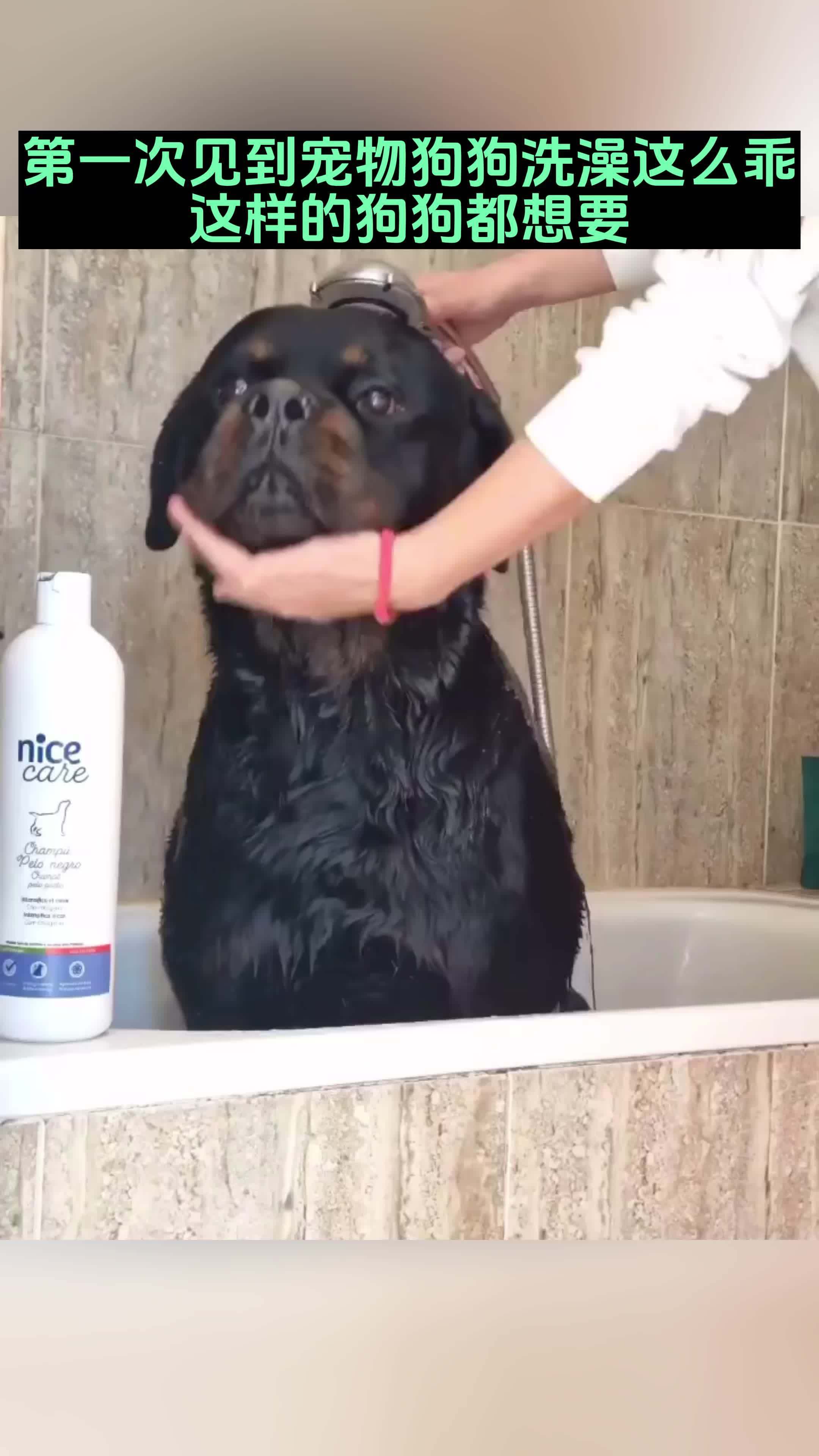 第一次见到宠物狗狗洗澡这么乖这样的狗狗都想要