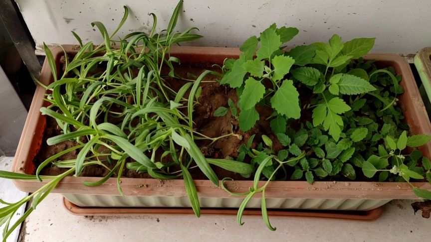 保定事-春天的播种总会有收获!种花种草是一个体验成长的过程!