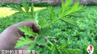 农村小伙介绍艾叶的功效与作用, 这些你们知道吗