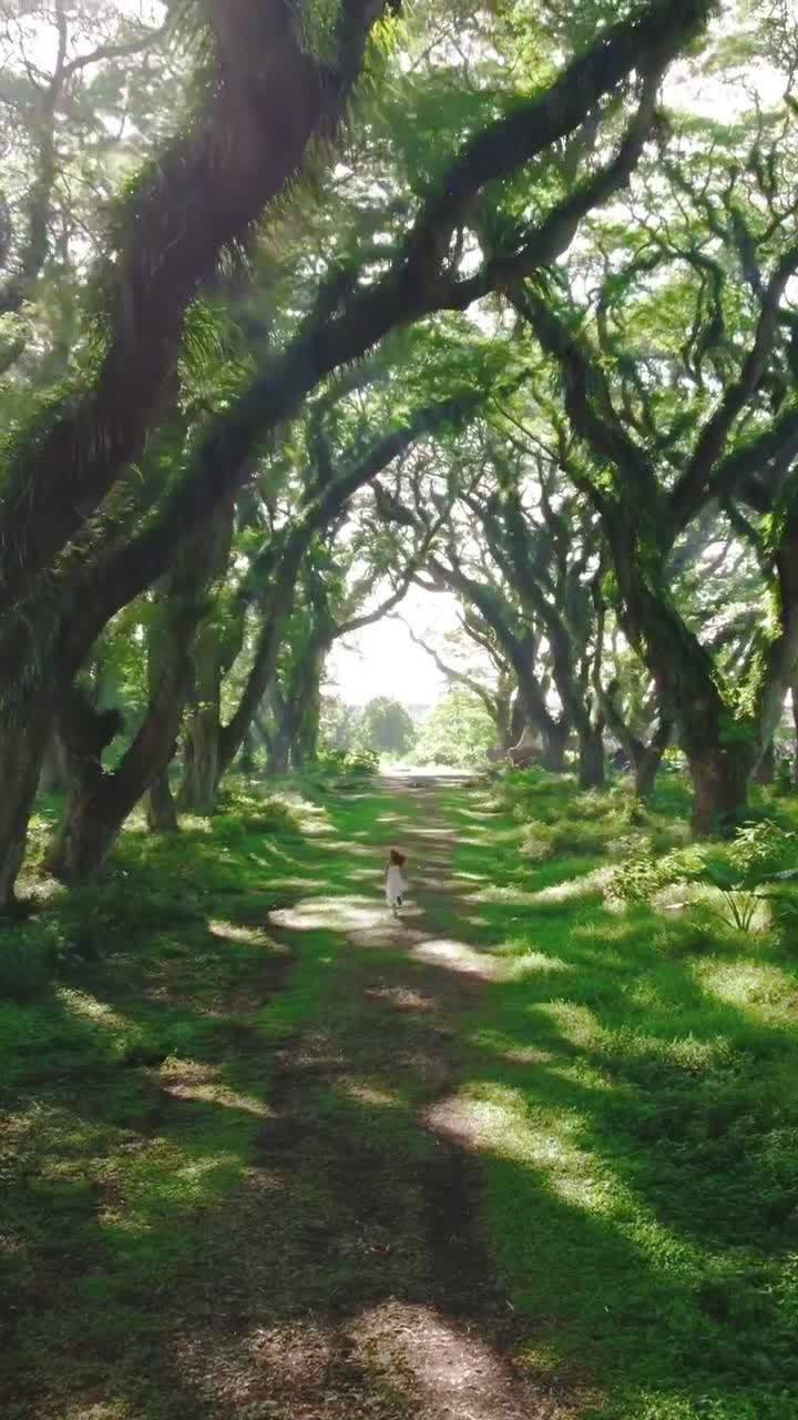 当现实像一场梦.爪哇岛的De Djawatan森林,以其巨大的雨树而闻名 在...