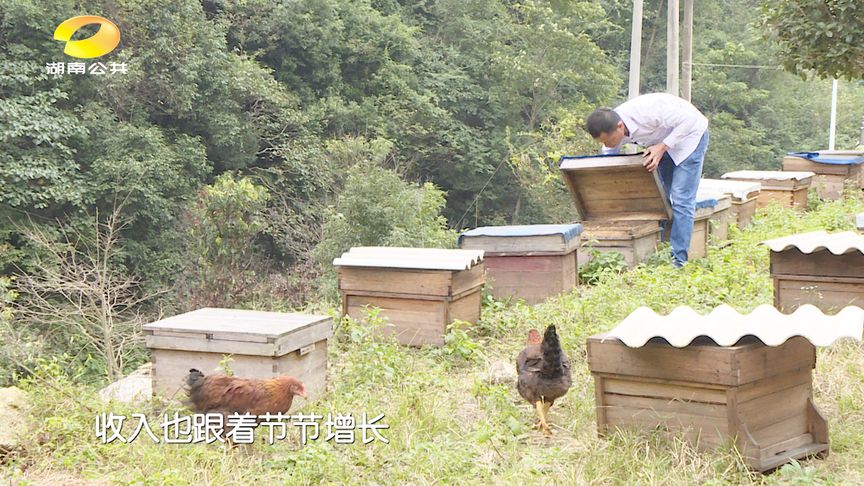 “林下”经济:用山林现成的资源,兴旺“山林”的经济