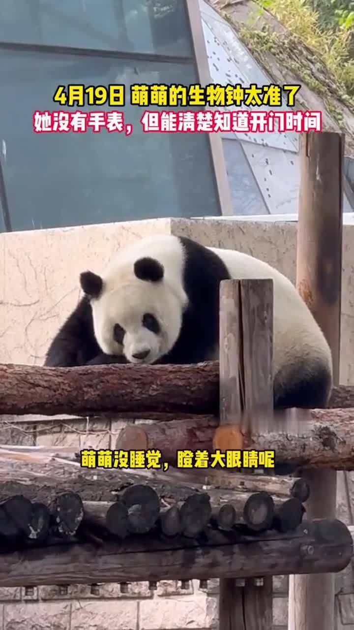 萌萌,你又没戴小天才儿童手表!