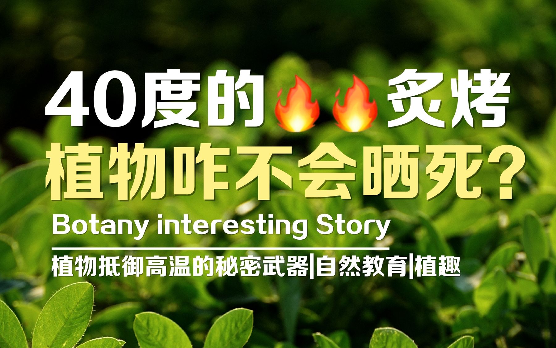 40几度的高温炙烤!植物为什么不会被晒死!
