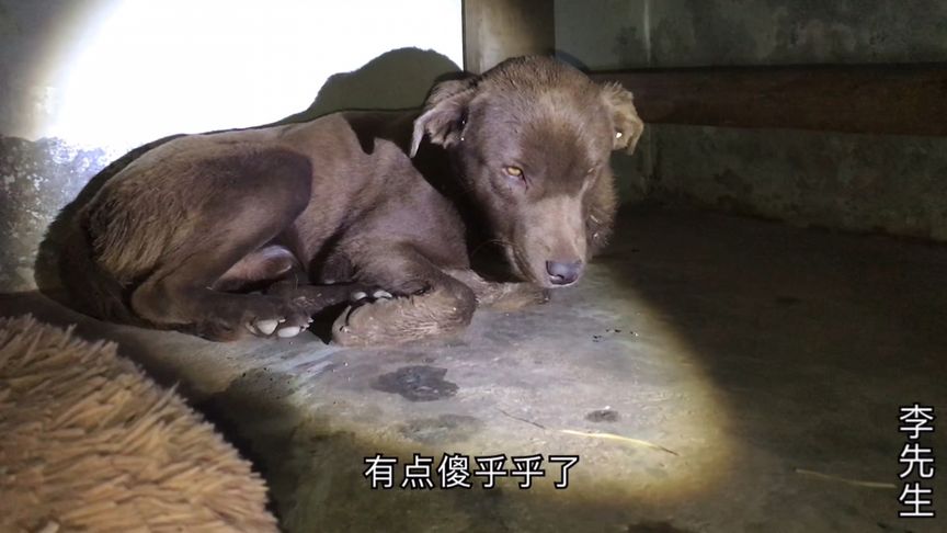 狗狗被人下药后,抽搐口吐白沫!打针后有点傻,不知道能活不?