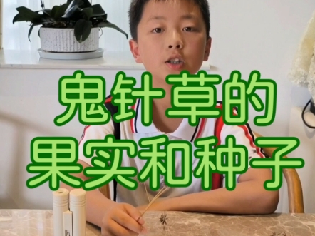 科学小实验:鬼针草种子传播