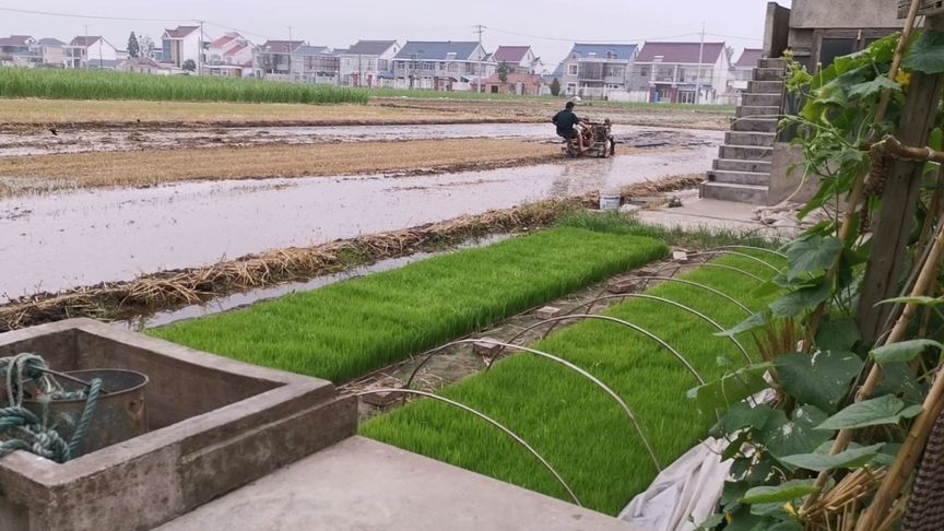 历时半个月小潘记录了水稻从育种到插秧的全过程,感叹农民太辛苦