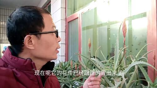 木立芦荟超级能长,高度可达两三米,现在花箭蹭蹭往外冒!