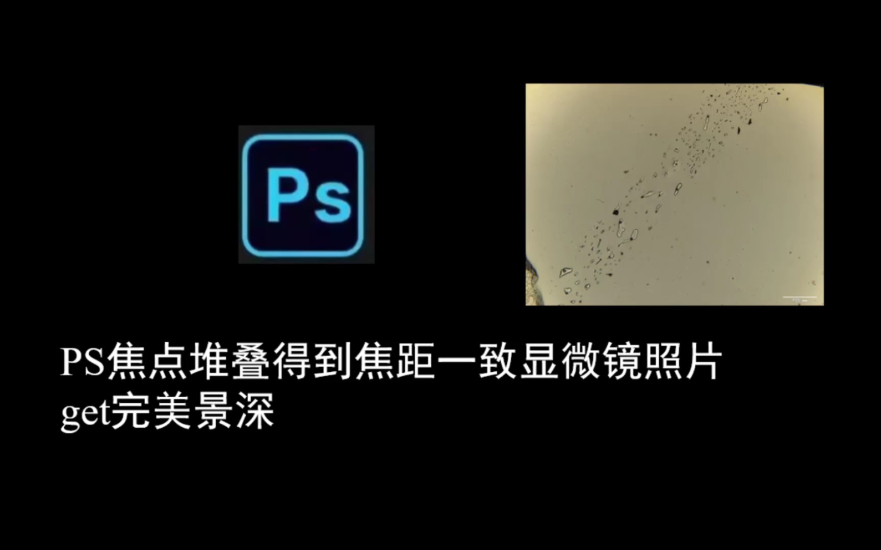 (科研图像处理)显微镜照片焦点不一致解决,PS焦点堆叠,完美景深
