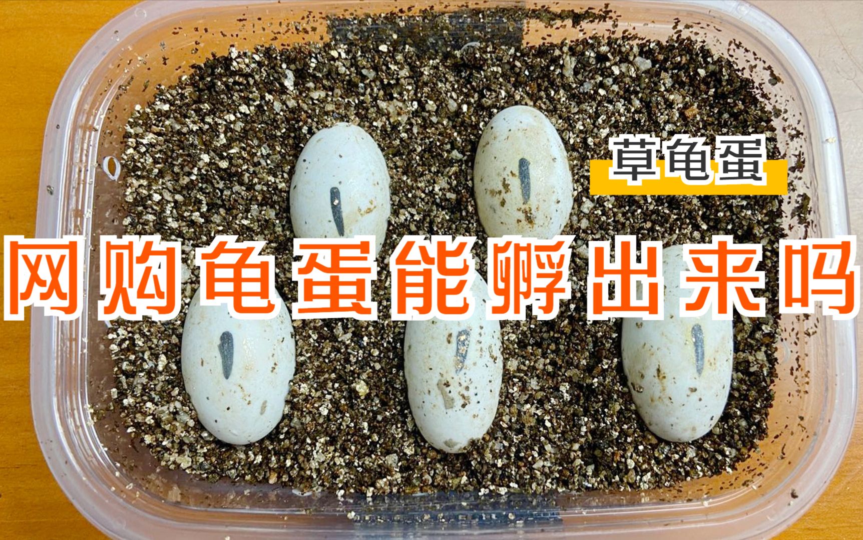 网购开箱5枚草龟蛋,和鸽子蛋差不多大,真的能孵化出乌龟吗?