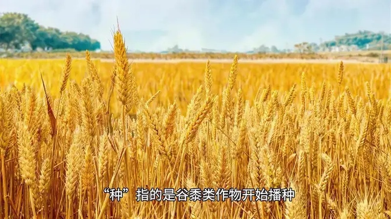 芒种节气的来历和习俗