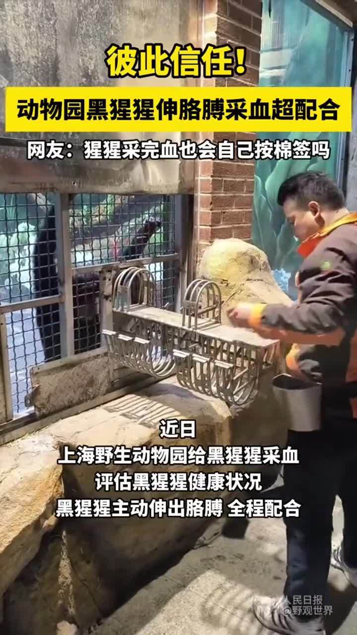 彼此信任!动物园黑猩猩伸胳膊采血超配合