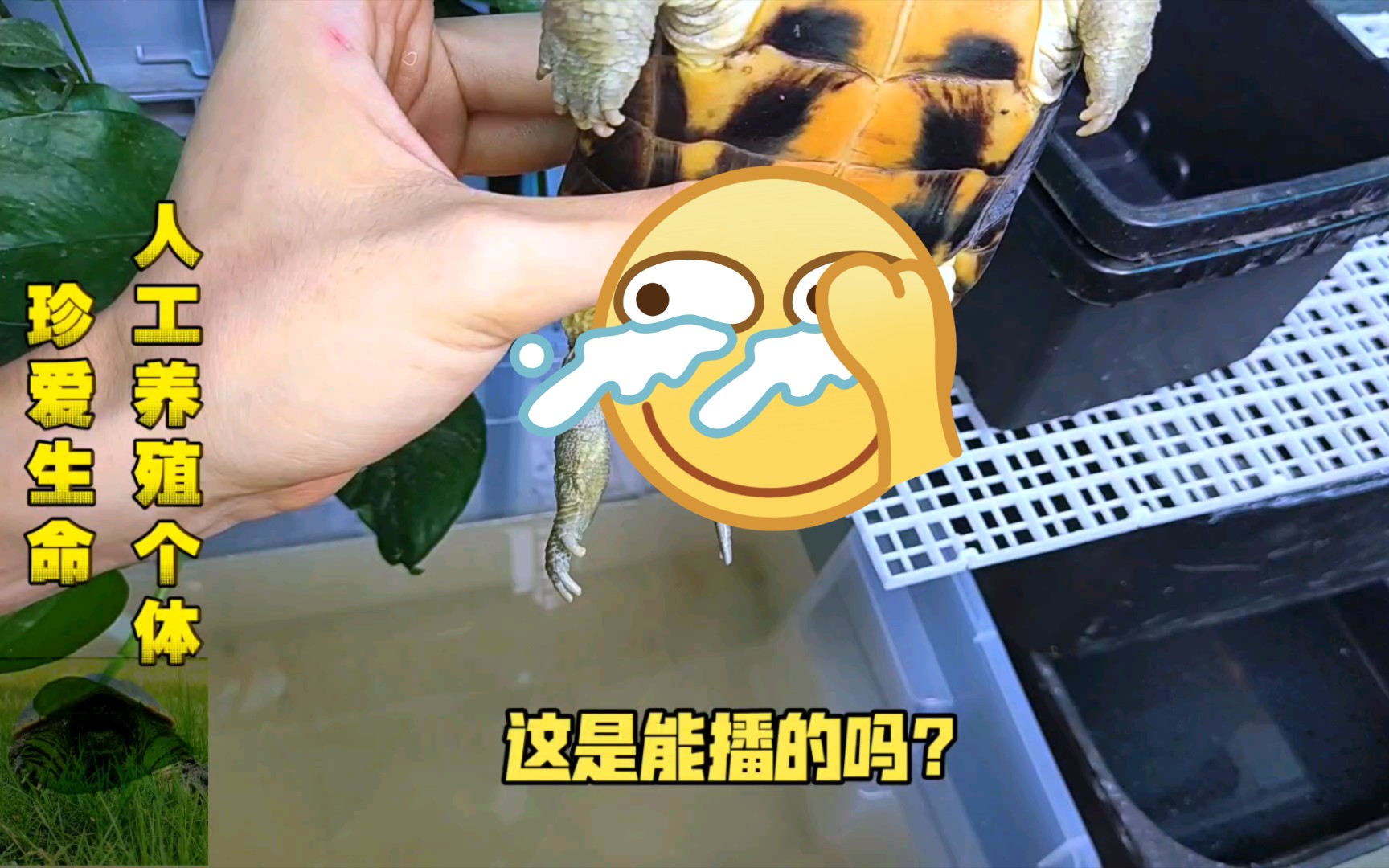 微某堂小青开箱后续,教你怎么分公母。南石?母龟?