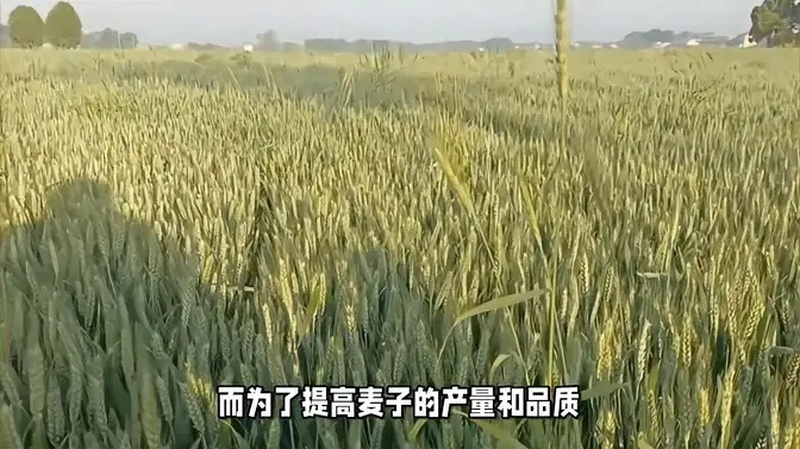麦种拌多菌灵:正确使用方法与注意事项