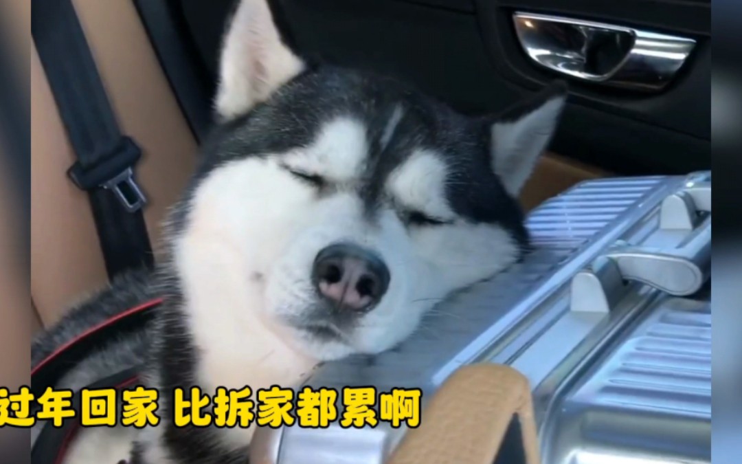 第一批带宠物回家过年的人已经在路上了