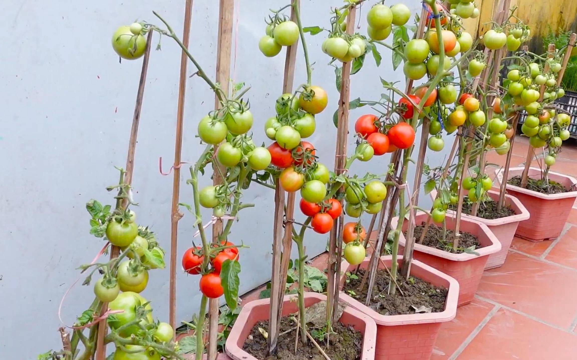 西红柿种植很简单,学会这2个小方法,你也能种植出高产的西红柿