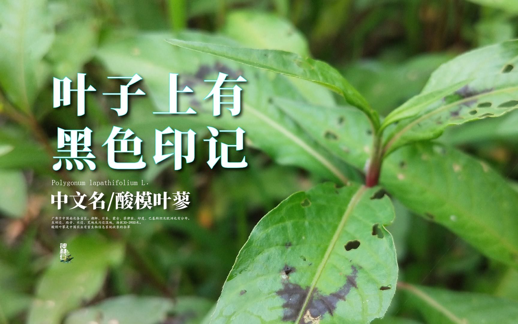 【酸模叶蓼】叶子上有黑色印记