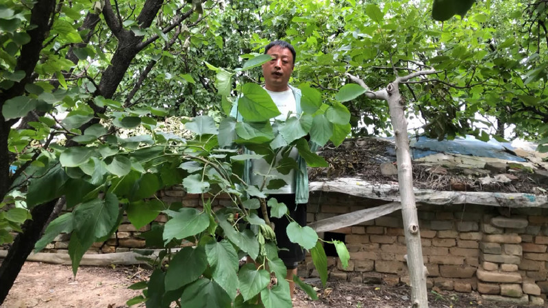 别看桑树叶到处都是,它有大用途你知道吗?以后别在当柴烧了