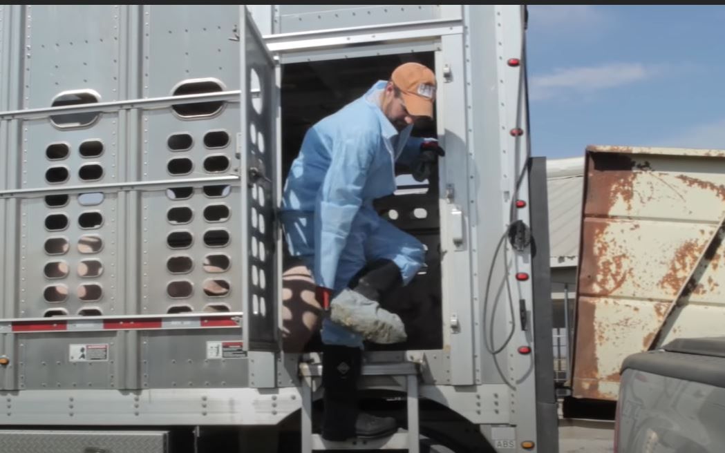 专业运猪司机讲述运猪完整过程,重生物安全,防生猪应激反应,准备充分,...