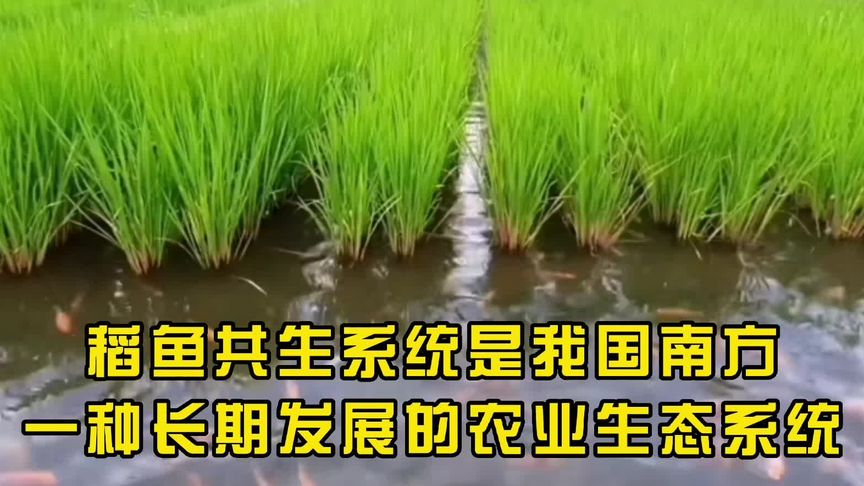 什么是稻鱼共生系统?#水稻#稻田鱼#鱼稻共生#百农