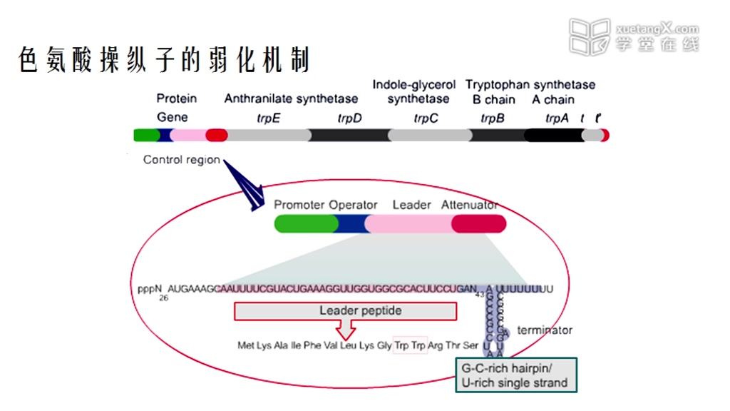 【分子生物学】原核生物基因表达调控-色氨酸操纵子