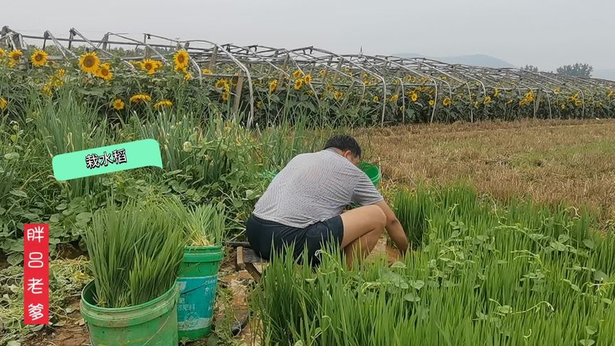 山东到了栽水稻的季节,胖吕老爹采用最原始的栽稻方法,栽种水稻