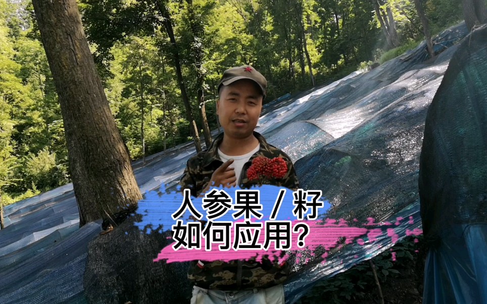人参果 |人参籽|人参种子作用,如何食用,怎么吃…